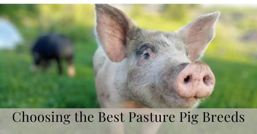 Choosing the Best Pasture Pig Breeds for Your Homestead - Handmilked