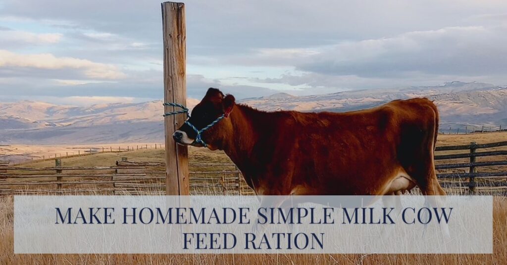 Easy Old-Fashioned Custard Recipe (Amish Style) - Handmilked