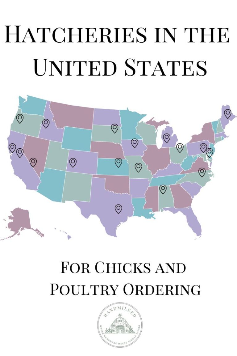 The Best Hatcheries for Chicks and Poultry Ordering - Handmilked