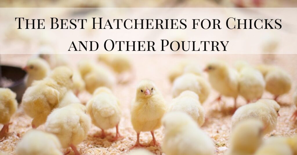 The Best Hatcheries for Chicks and Poultry Ordering - Handmilked