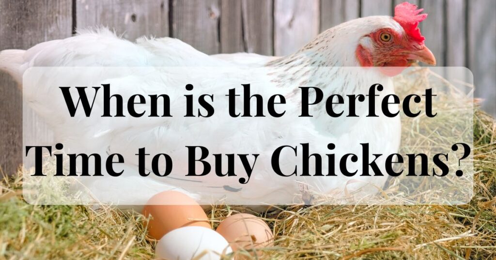 When is the Perfect Time to Buy Chickens? - Handmilked