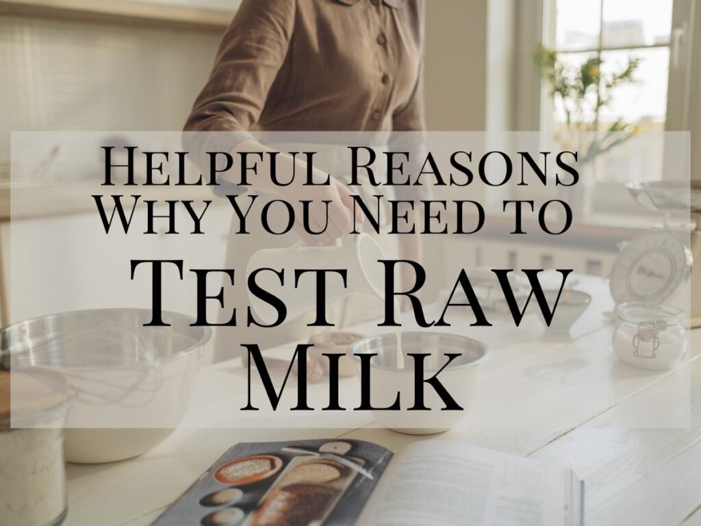 The Best Dairy Cow Breeds for the Homestead Focus - Handmilked