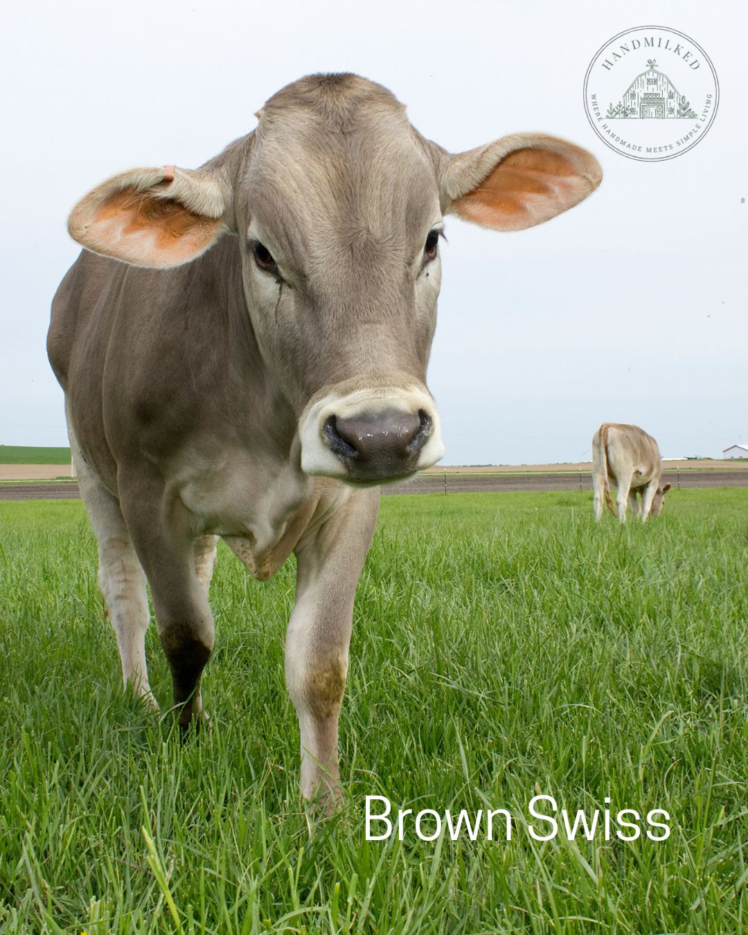 The Best Dairy Cow Breeds for the Homestead Focus - Handmilked