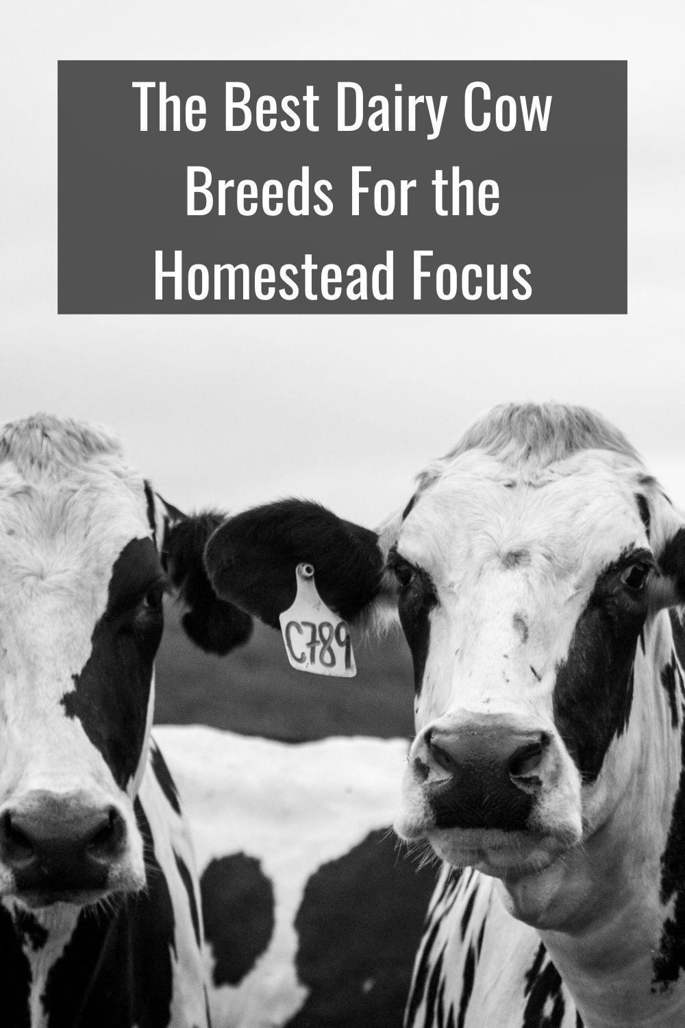 The Best Dairy Cow Breeds for the Homestead Focus - Handmilked